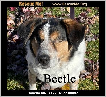 - Pennsylvania Dog Rescue - ADOPTIONS - Rescue Me!