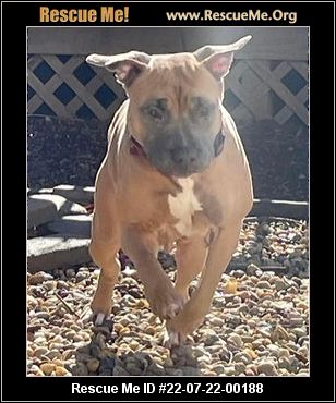 - Virginia Dog Rescue - ADOPTIONS - Rescue Me!