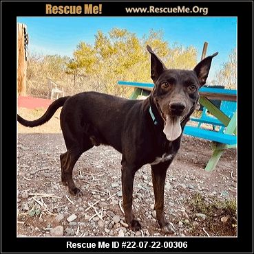 - New Mexico Dog Rescue - ADOPTIONS - Rescue Me!