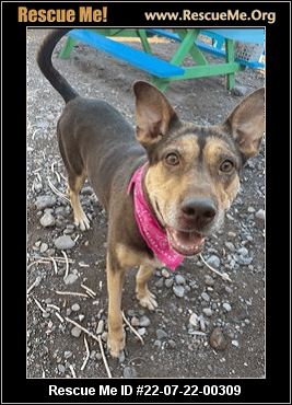 - New Mexico Dog Rescue - ADOPTIONS - Rescue Me!