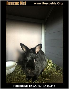 - Oklahoma Rabbit Rescue - ADOPTIONS - Rescue Me!