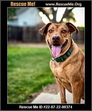 - California Basenji Rescue - ADOPTIONS - Rescue Me!