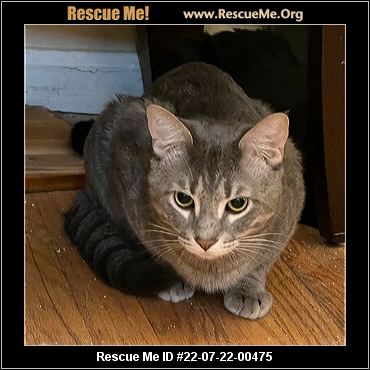 - Michigan Cat Rescue - ADOPTIONS - Rescue Me!