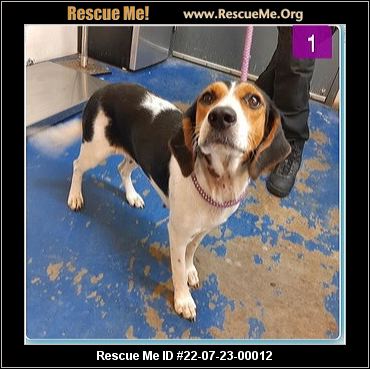 - Florida Dog Rescue - ADOPTIONS - Rescue Me!