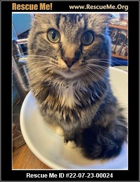 - Michigan Cat Rescue - ADOPTIONS - Rescue Me!