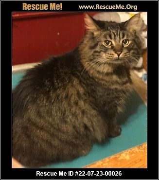- Michigan Cat Rescue - ADOPTIONS - Rescue Me!