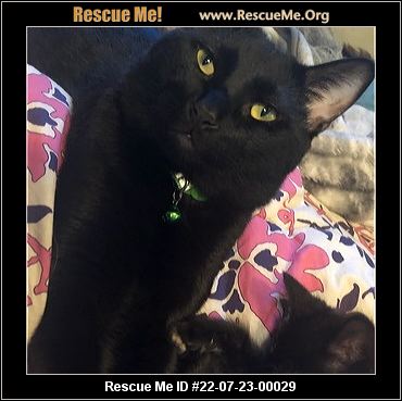 - Michigan Cat Rescue - ADOPTIONS - Rescue Me!