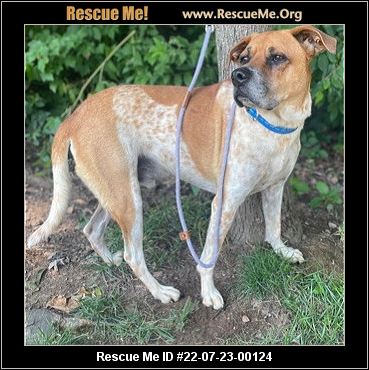 - Virginia Dog Rescue - ADOPTIONS - Rescue Me!