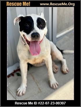 - North Carolina Dog Rescue - ADOPTIONS - Rescue Me!