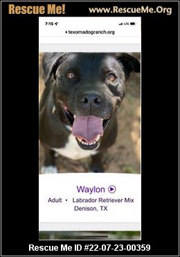 - Texas Mutt Rescue - ADOPTIONS - Rescue Me!