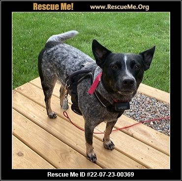- Indiana Dog Rescue - ADOPTIONS - Rescue Me!
