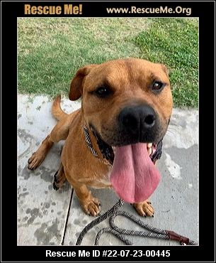 - Texas Mutt Rescue - ADOPTIONS - Rescue Me!