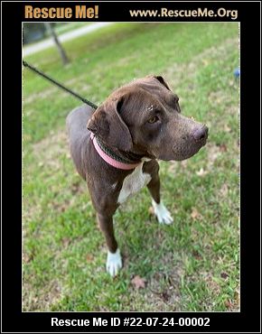 - Virginia Dog Rescue - ADOPTIONS - Rescue Me!