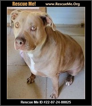 - Virginia Dog Rescue - ADOPTIONS - Rescue Me!