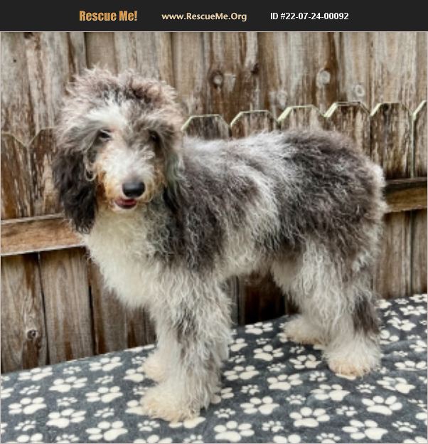 ADOPT 22072400092 ~ Cockapoo Rescue ~ Fort Myers, FL