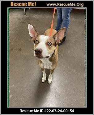 - Arizona Dog Rescue - ADOPTIONS - Rescue Me!