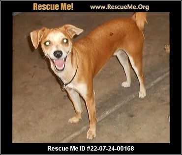 - Arizona Dog Rescue - ADOPTIONS - Rescue Me!