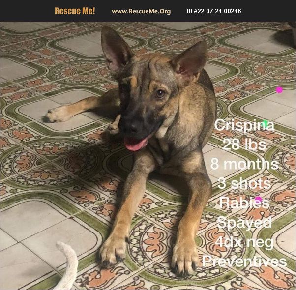 ADOPT 22072400246 ~ German Shepherd Rescue ~ Virginia Beach, VA