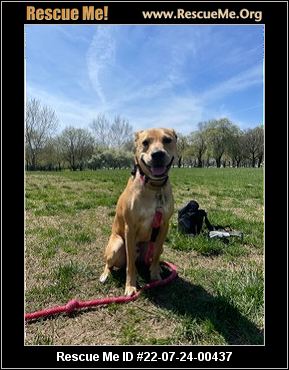 - Pennsylvania Dog Rescue - ADOPTIONS - Rescue Me!