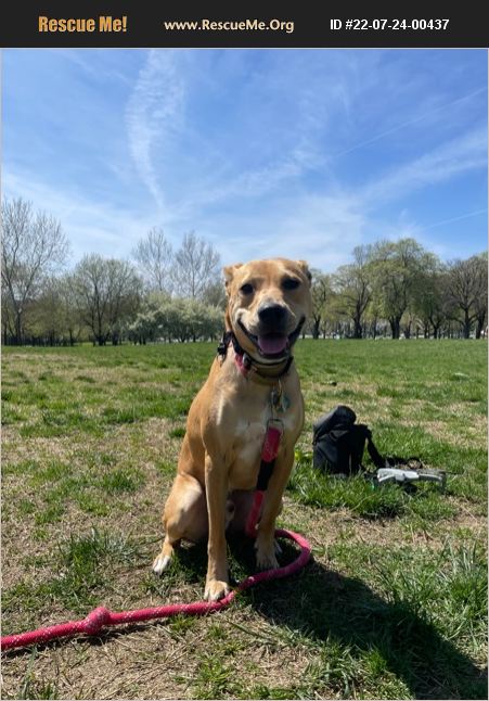 ADOPT 22072400437 ~ Lab Rescue ~ Philadelphia, PA