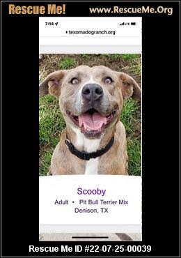 - Texas Mutt Rescue - ADOPTIONS - Rescue Me!