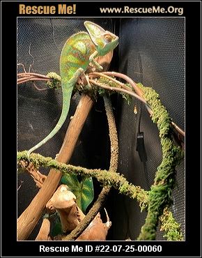 - Illinois Reptile/Amphibian Rescue - ADOPTIONS - Rescue Me!