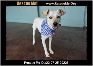 - Texas Mutt Rescue - ADOPTIONS - Rescue Me!