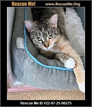 - New Jersey Cat Rescue - ADOPTIONS - Rescue Me!