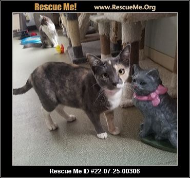 - Wisconsin Cat Rescue - ADOPTIONS - Rescue Me!