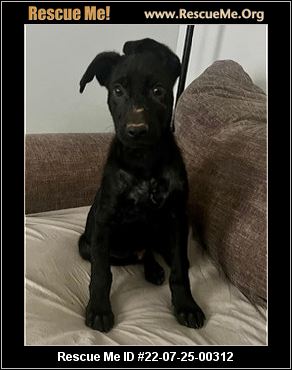 - North Carolina Dog Rescue - ADOPTIONS - Rescue Me!