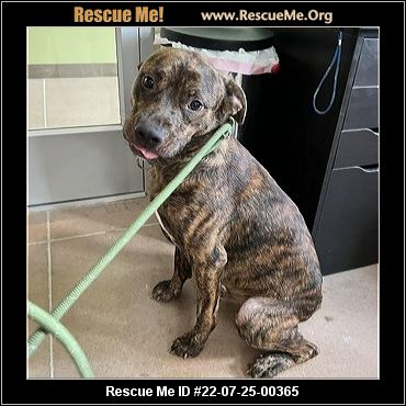 - Texas Dog Rescue - ADOPTIONS - Rescue Me!