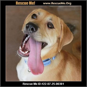 - Texas Mutt Rescue - ADOPTIONS - Rescue Me!