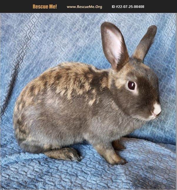 ADOPT 22072500408 ~ Rabbit Rescue ~ Miami, FL