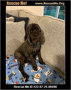 - North Carolina Dog Rescue - ADOPTIONS - Rescue Me!