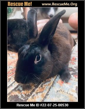 - Texas Rabbit Rescue - ADOPTIONS - Rescue Me!