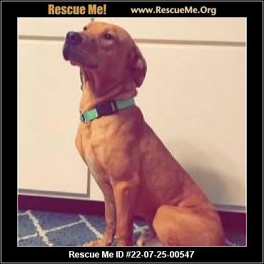 - Minnesota Dog Rescue - ADOPTIONS - Rescue Me!