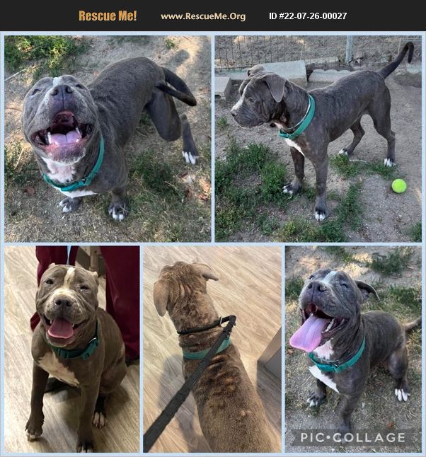 ADOPT 22072600027 ~ Pit Bull Rescue ~ Riverside County, CA