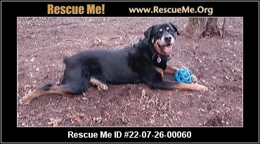 - Florida Dog Rescue - ADOPTIONS - Rescue Me!