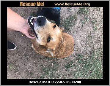 - New Mexico Dog Rescue - ADOPTIONS - Rescue Me!