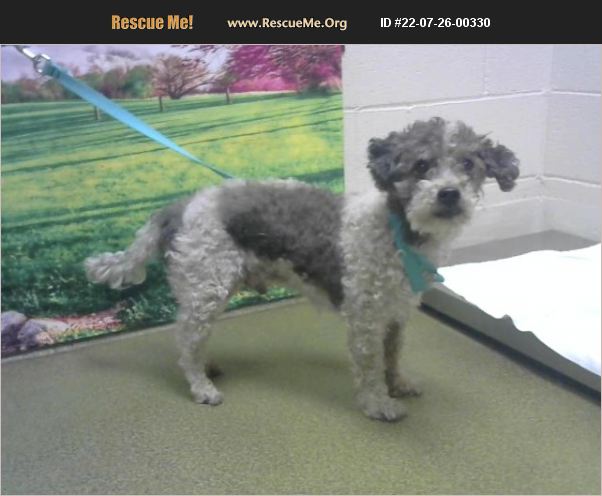 ADOPT 22072600330 ~ Poodle Rescue ~ Moreno Valley, CA