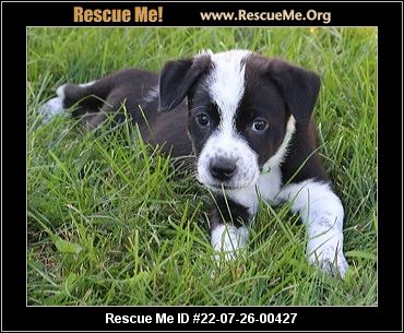 - Iowa Dog Rescue - ADOPTIONS - Rescue Me!