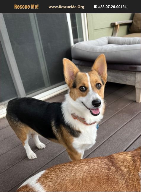 ADOPT 22072600484 ~ Corgi Rescue ~ Denver, CO