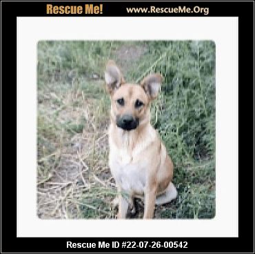 - New Mexico Dog Rescue - ADOPTIONS - Rescue Me!