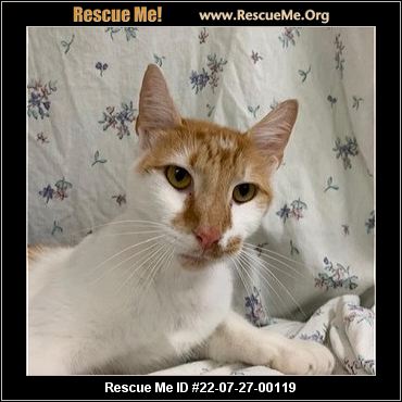 - Virginia Cat Rescue - ADOPTIONS - Rescue Me!