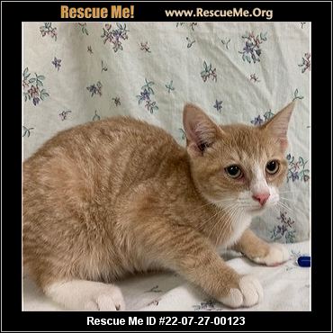 - Virginia Cat Rescue - ADOPTIONS - Rescue Me!