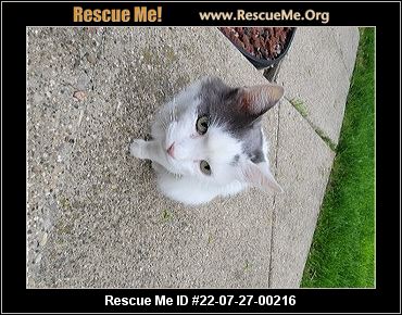 - Michigan Cat Rescue - ADOPTIONS - Rescue Me!