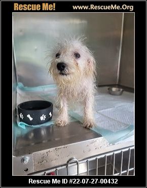 - Pennsylvania Dog Rescue - ADOPTIONS - Rescue Me!