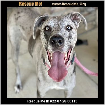 - Colorado Dog Rescue - ADOPTIONS - Rescue Me!