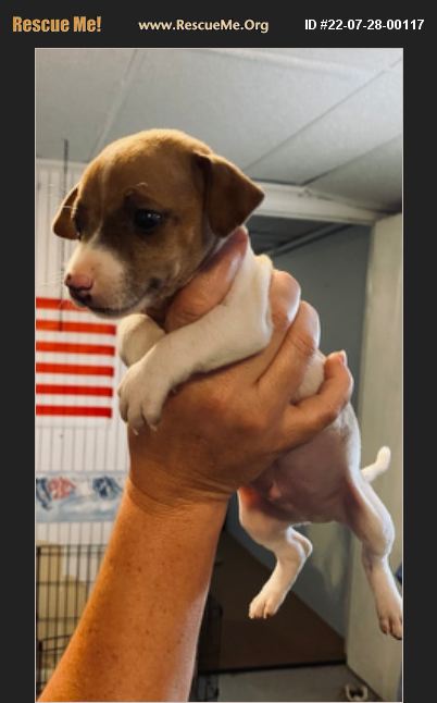 ADOPT 22072800117 ~ Jack Russell Rescue ~ Rustburg, VA