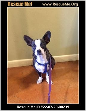 - Texas Corgi Rescue - ADOPTIONS - Rescue Me!